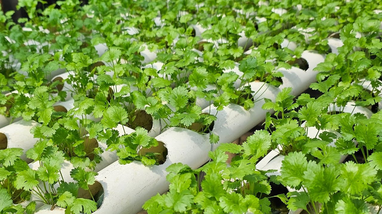 Almacigos de cilantro y cultivo hidroponico - YouTube