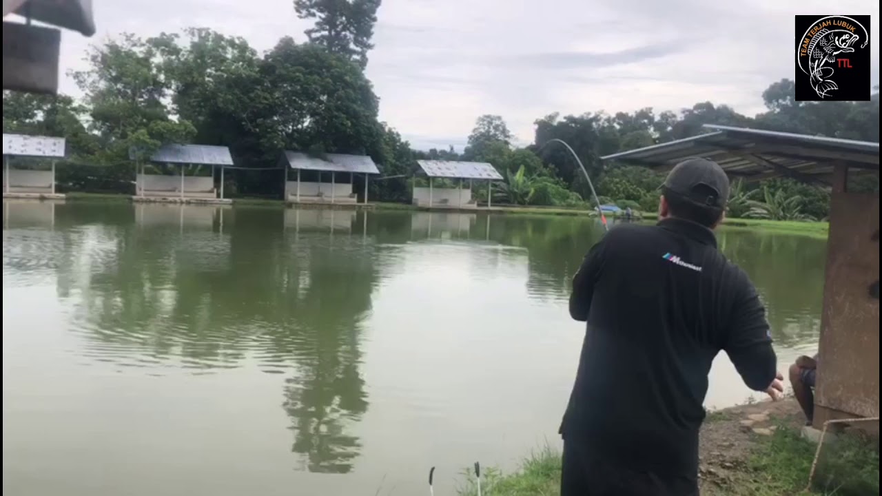 Layan ikan Patin Chaophraya - YouTube