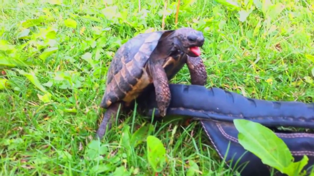 Funny!!! Tortoise Shoe - YouTube