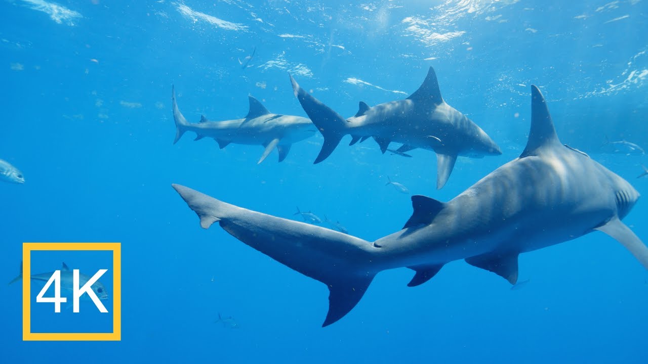 Ballet of the Sea | Swimming with Florida's Bull Sharks | Editing Portfolio | Dream Reef Cinema ...