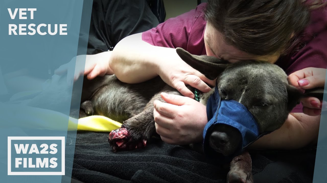 Caught on Camera - Stray Dog's Life Saved After Leg Cut Off By Train ...