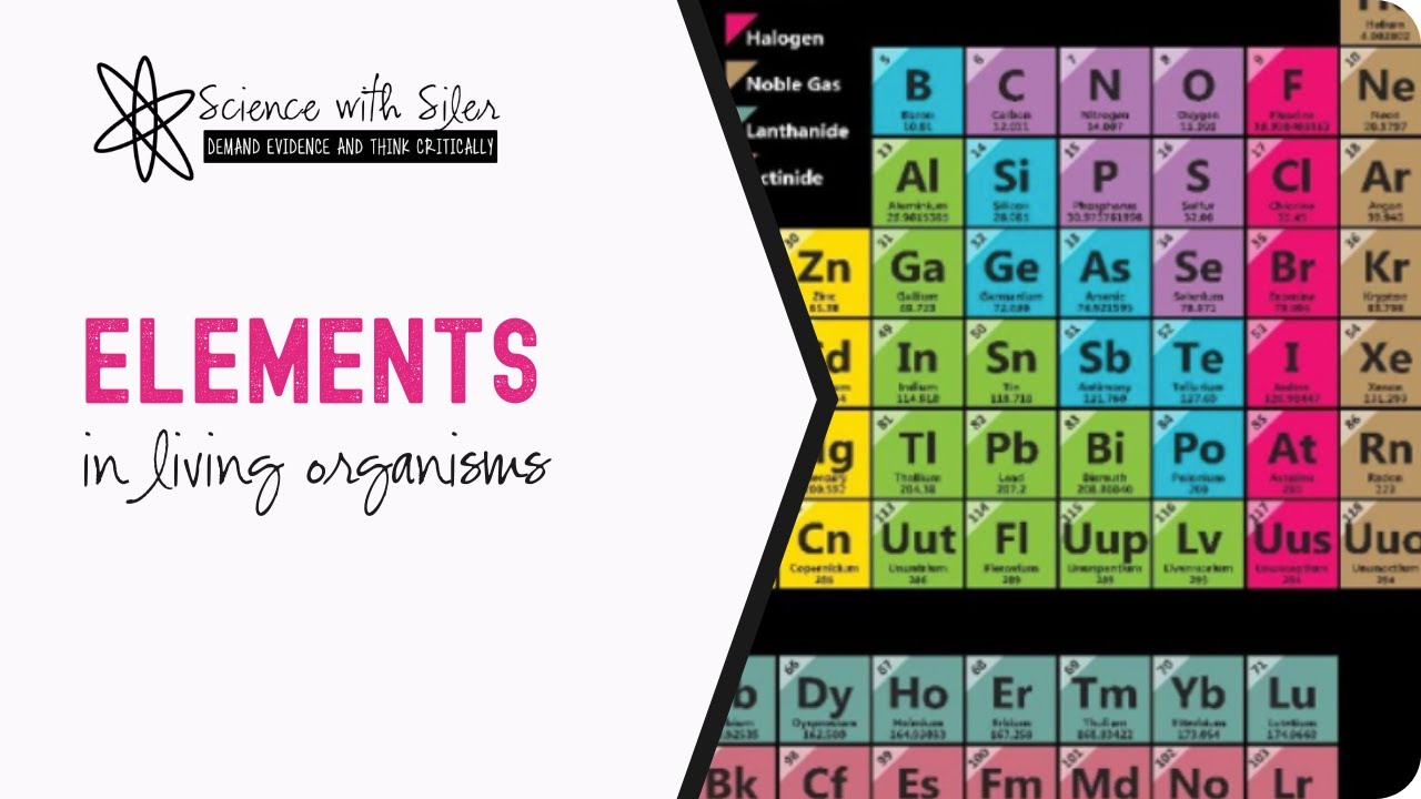 Elements in the Human Body - YouTube