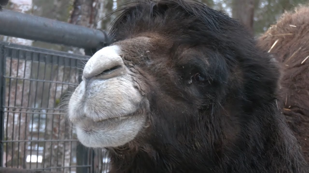 Alaska Zoo raises funds to expand camel habitat - YouTube