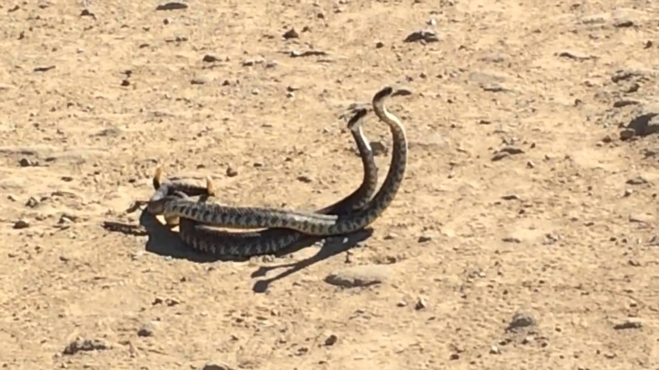 Snakes In Love - YouTube