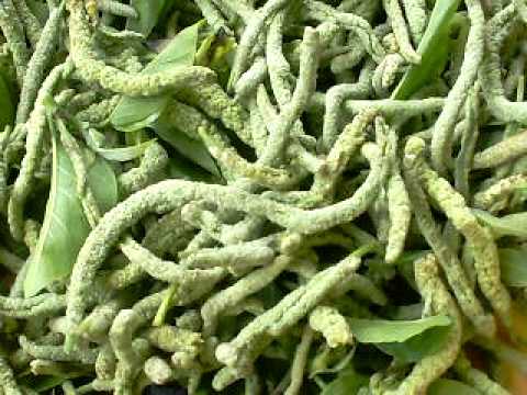 al alukon@balloncam.com/ballesteros - YouTube