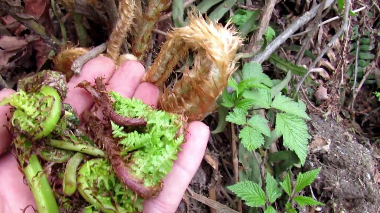 Foraging For Fiddleheads On Vancouver Island - YouTube