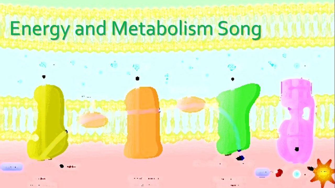 Free Energy and Metabolism Song (to I'm Yours) - YouTube