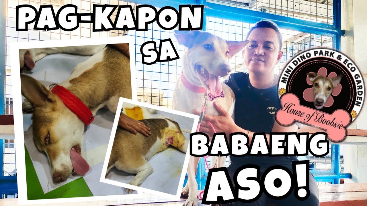 PAG-KAPON SA BABAENG ASO (SPAY & NEUTER) | BOOBSIE & PUPPIES DIARY ...