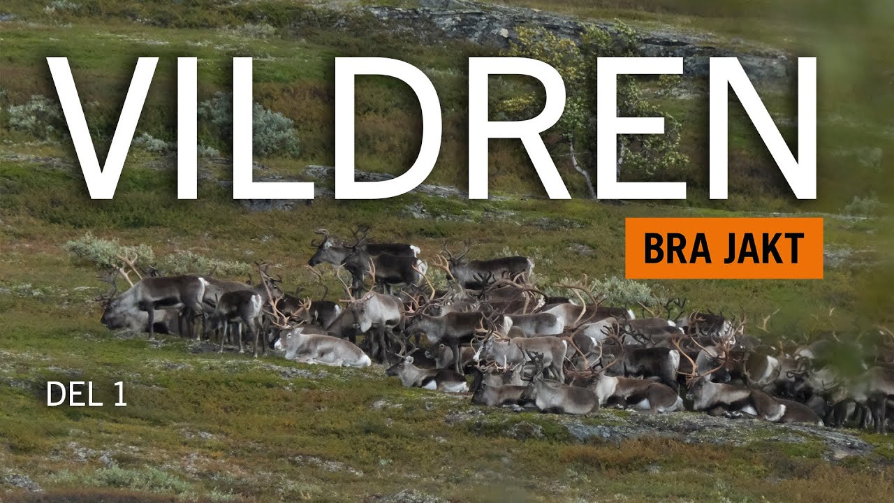 JAKT PÅ VILDREN I NORGE! DEL 1 AV 2 | BRA JAKT - YouTube