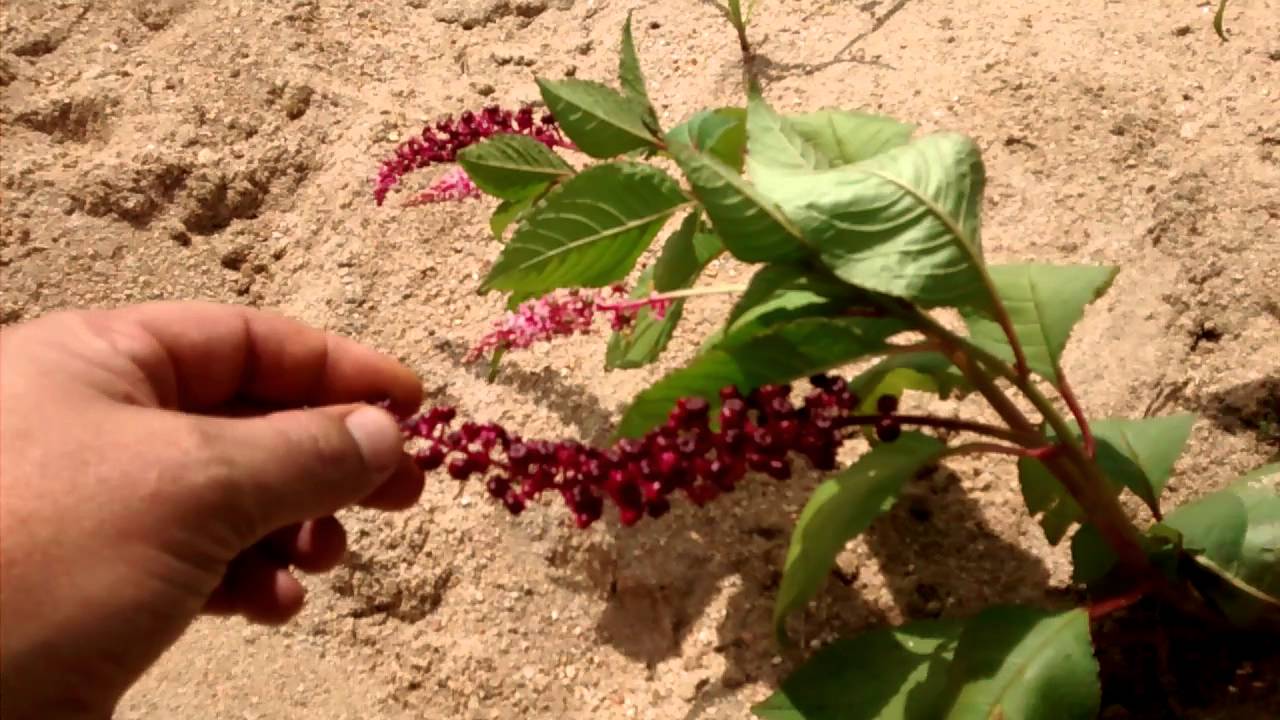 Caruru - açu - YouTube