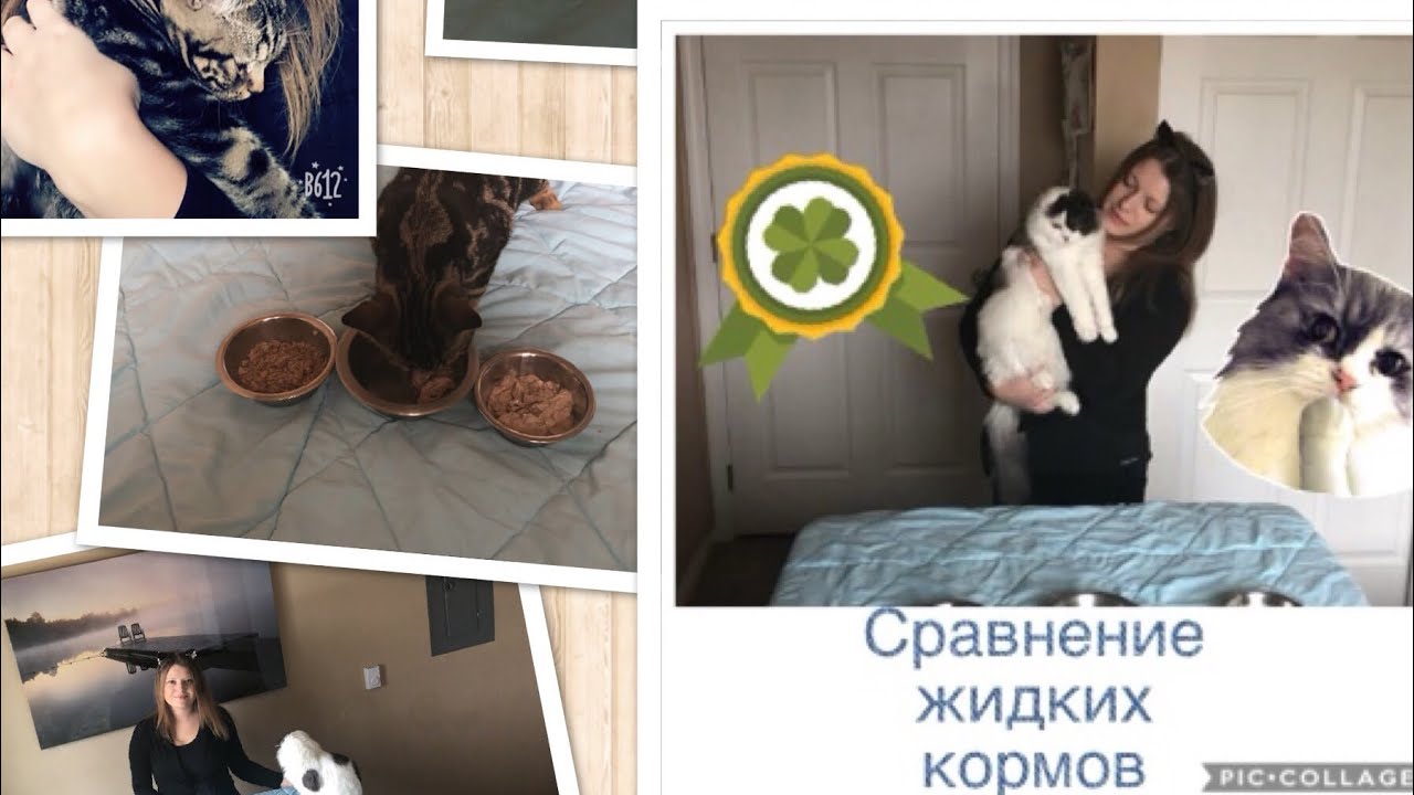 PURINA ProPlan vs SHEBA vs FANCY FEAST! Сравнение бюджетных жидких ...