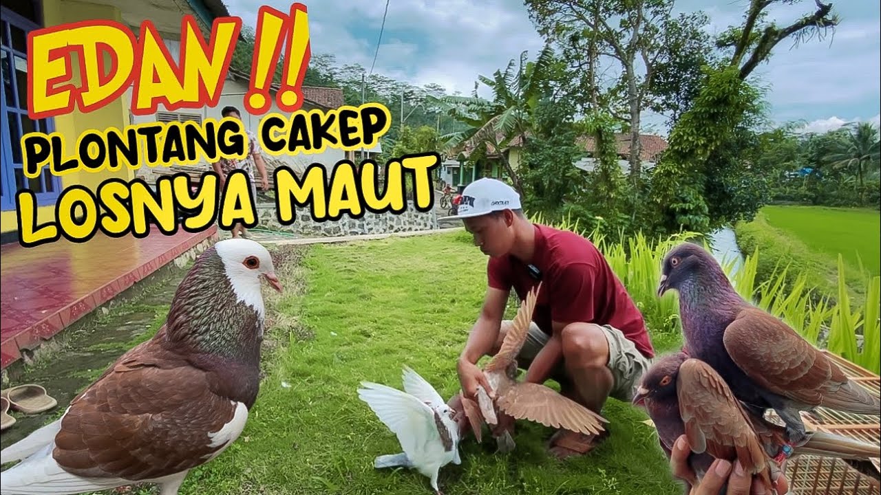 MERPATI PLONTANG SUPER LOSNYA MAUT MASIH MABUNG - YouTube