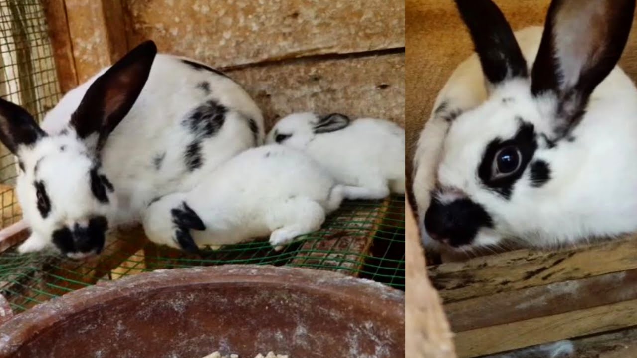 rabbit mom feeding milk to baby rabbits 🍼🐰 baby rabbits drinking milk ...