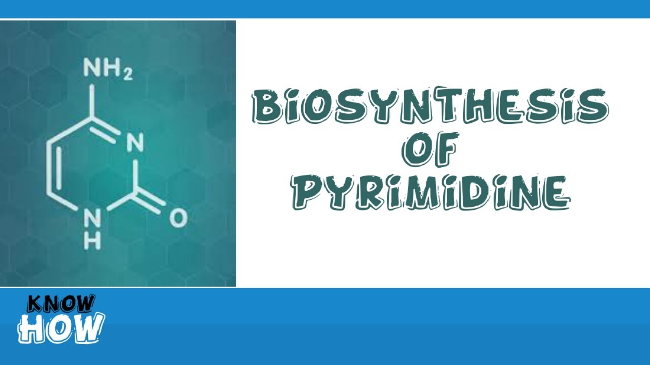 Biosynthesis of Pyrimidine I sources of pyrimidine ring - YouTube