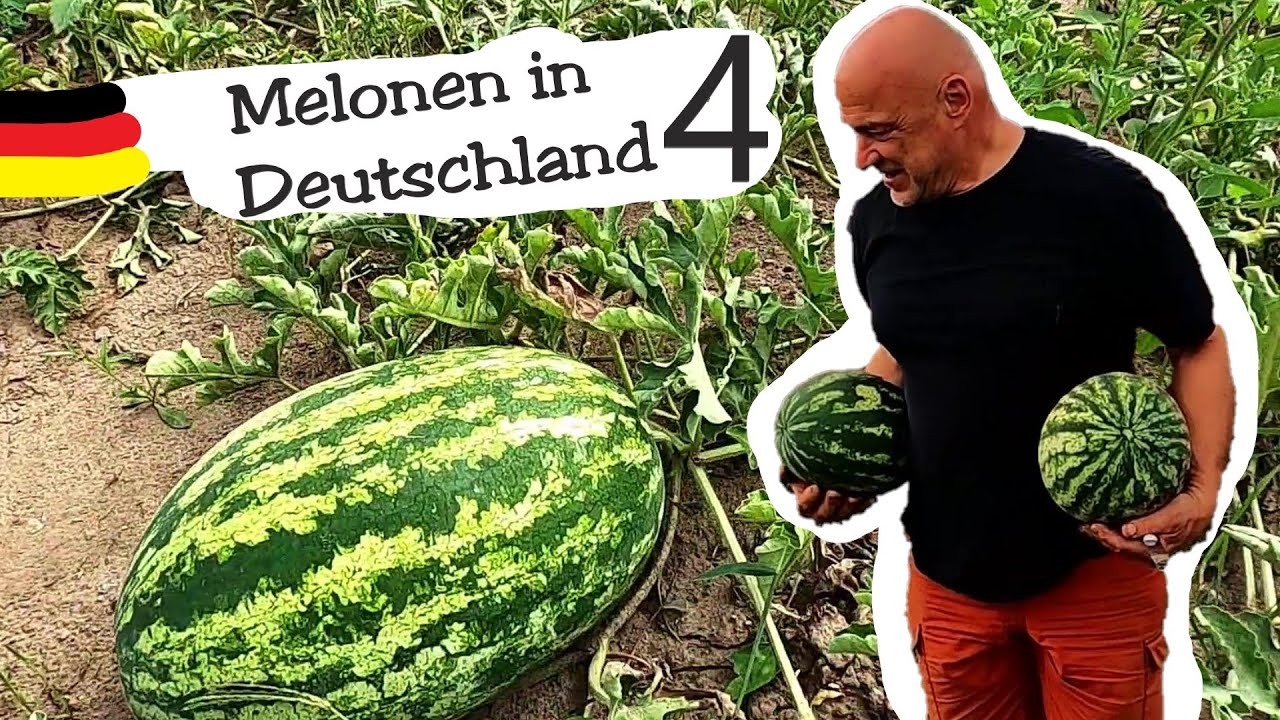 Melonen in Deutschland anbauen ! funktioniert das ? - YouTube