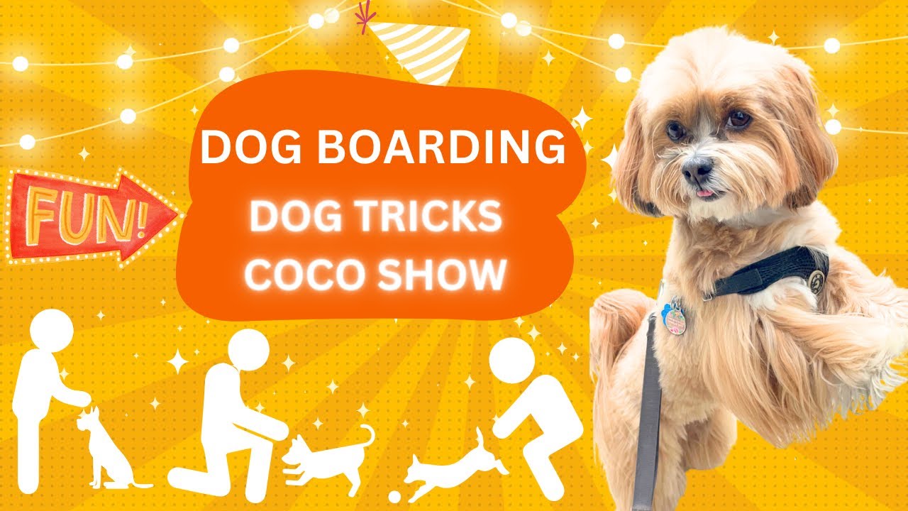 DOG BOARDING: Fun Dog Tricks Coco Show (Dog Daycare) - YouTube