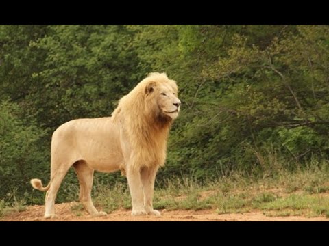Riding a Lion - YouTube