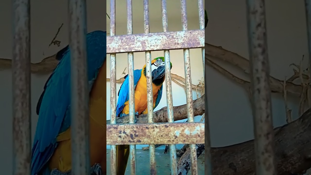 macaw parrot - YouTube