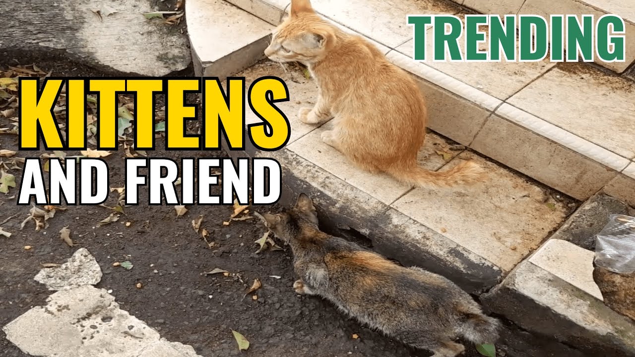 TRENDING! - SWEETEST MOMENTS BABY KITTENS - HAVE LUNCH - CAT #cat # ...