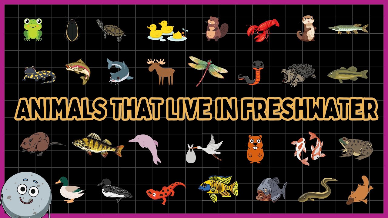 30 Animals That Live in Freshwater for Kids - Learn Freshwater Animals ...
