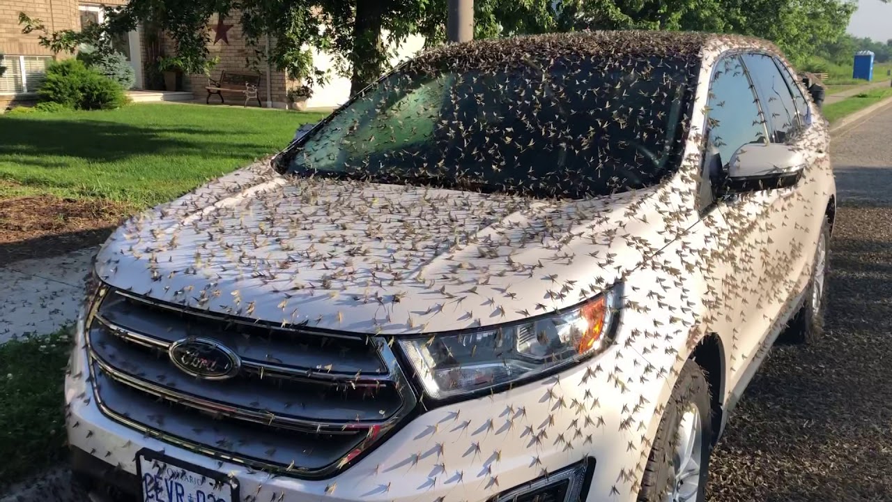 Fish fly season in Kingsville, Ontario - YouTube