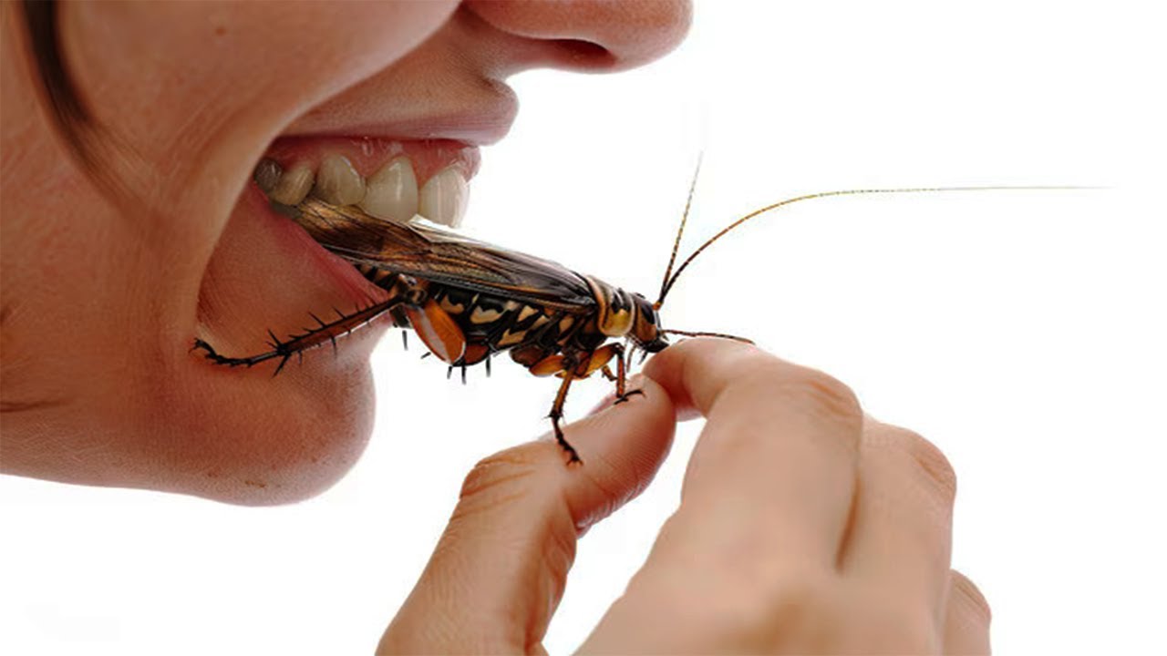 10 Most Delicious Insects In The World - YouTube