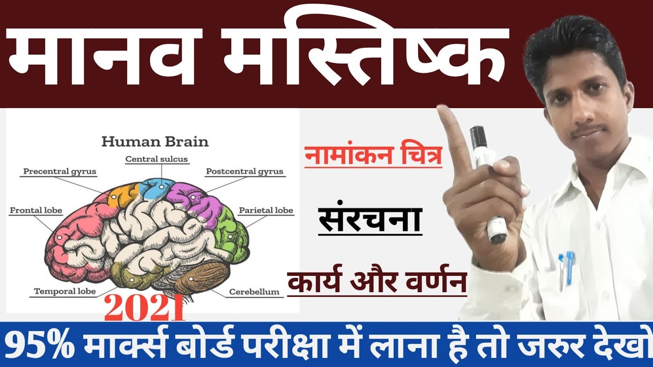 मानव मस्तिष्क । जीव विज्ञान -कक्षा 10 । manav mastishk । नियन्त्रण एवं ...