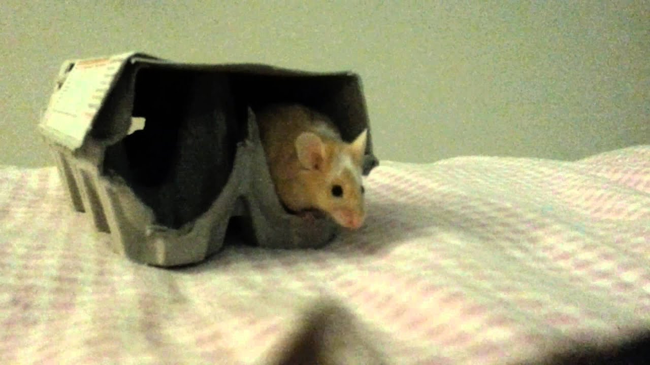 Mice + Egg Carton = ....? - YouTube