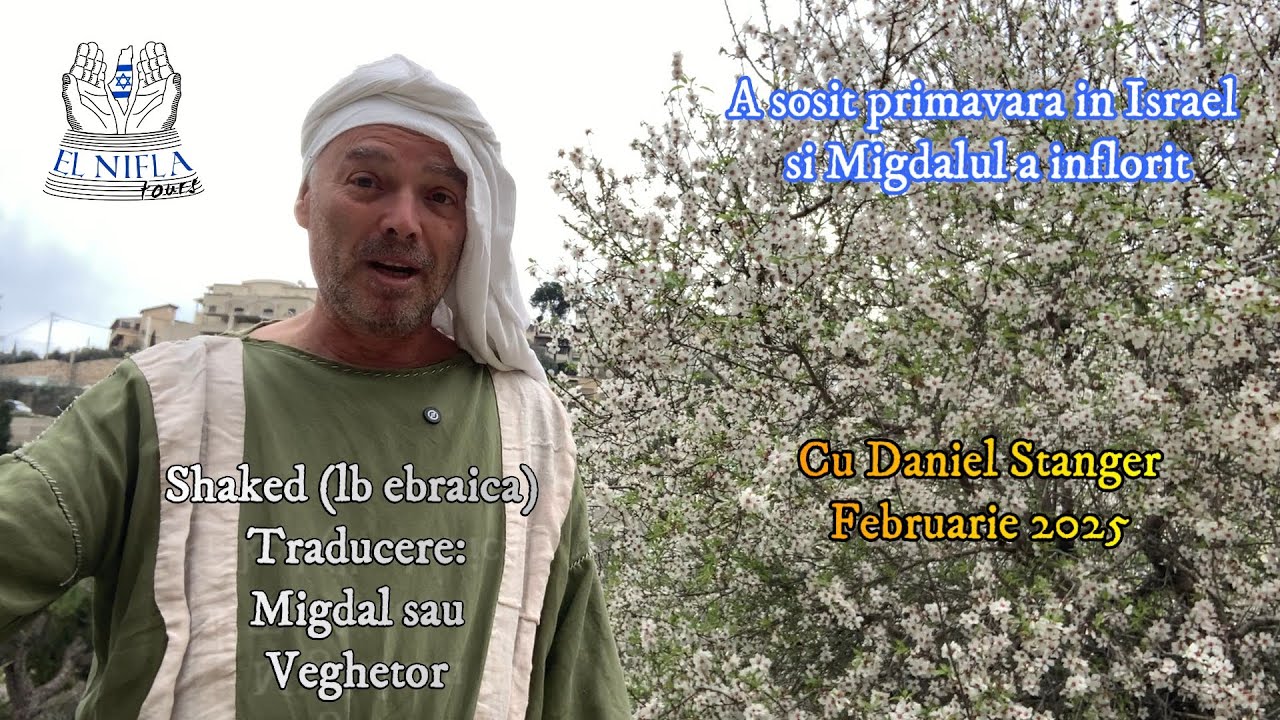 A inflorit migdalul in Israel! Ce spune Biblia despre Migdal? - YouTube