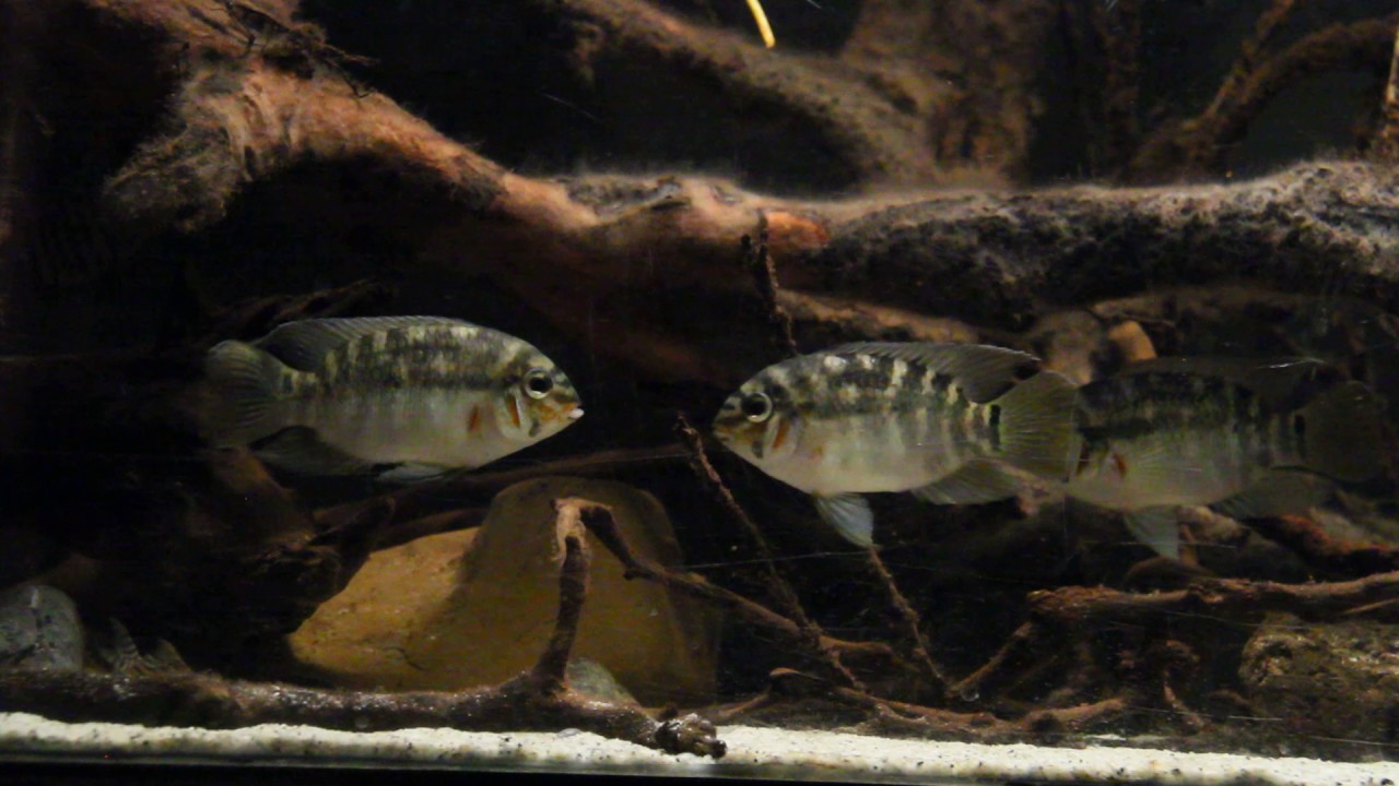 Krobia xinguensis pair with their neighbor. - YouTube