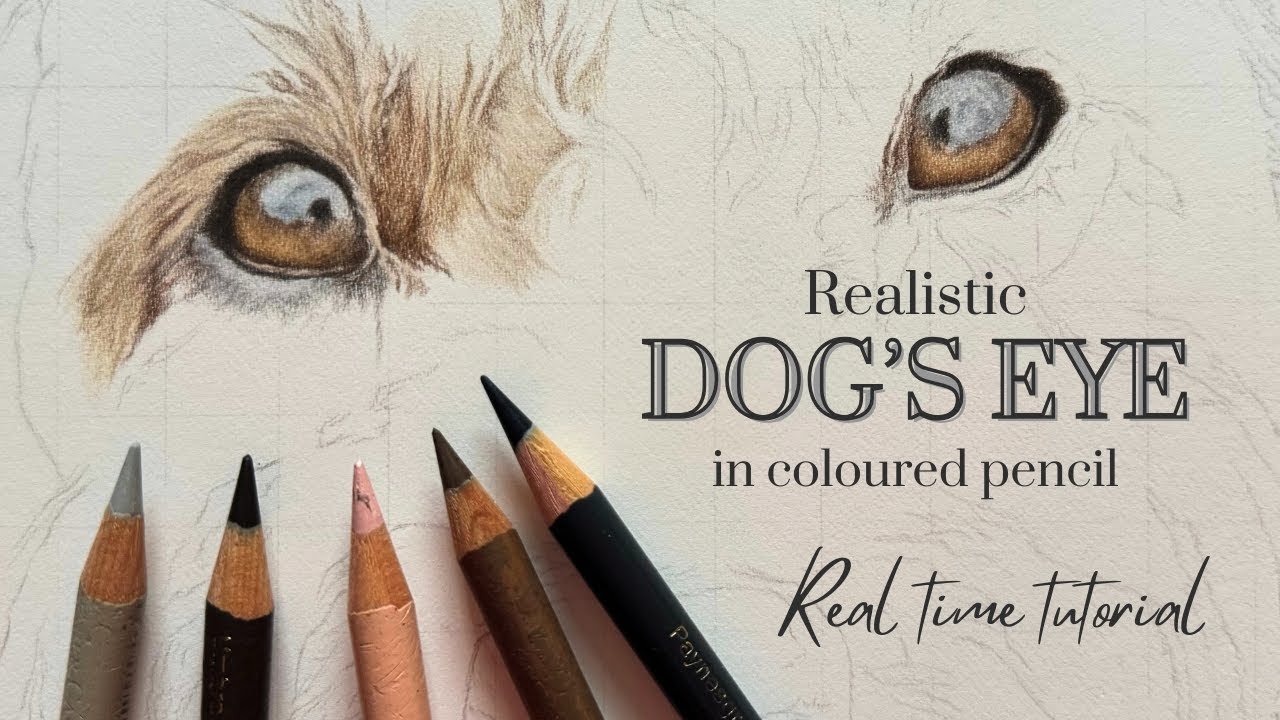 How to Draw a Realistic Dog’s Eye in Coloured Pencil | Real Time ...