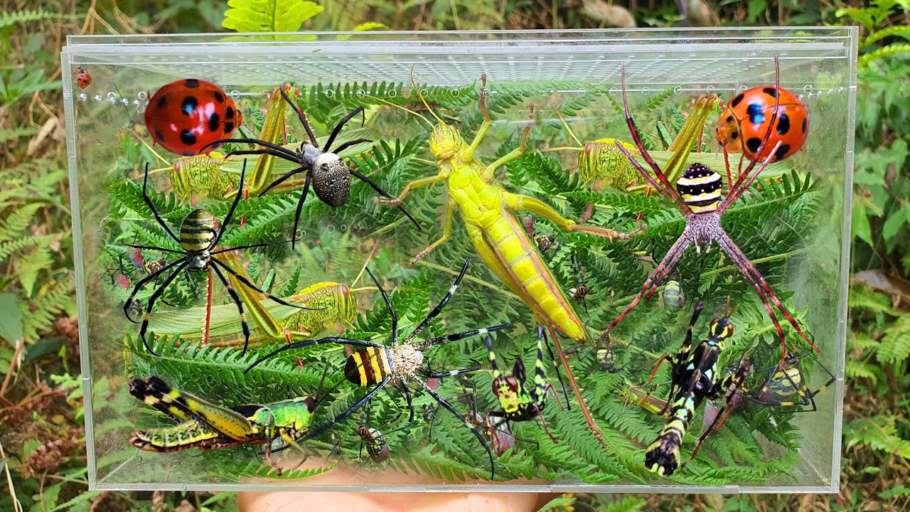 Hunt Insects, Catch Giant Grasshoppers, Collect Grasshoppers, Spiders ...