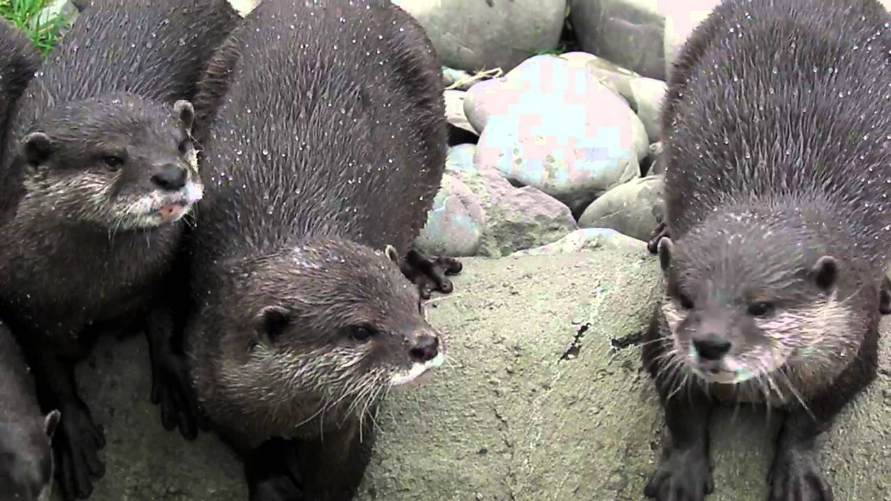 Otter Talk - YouTube