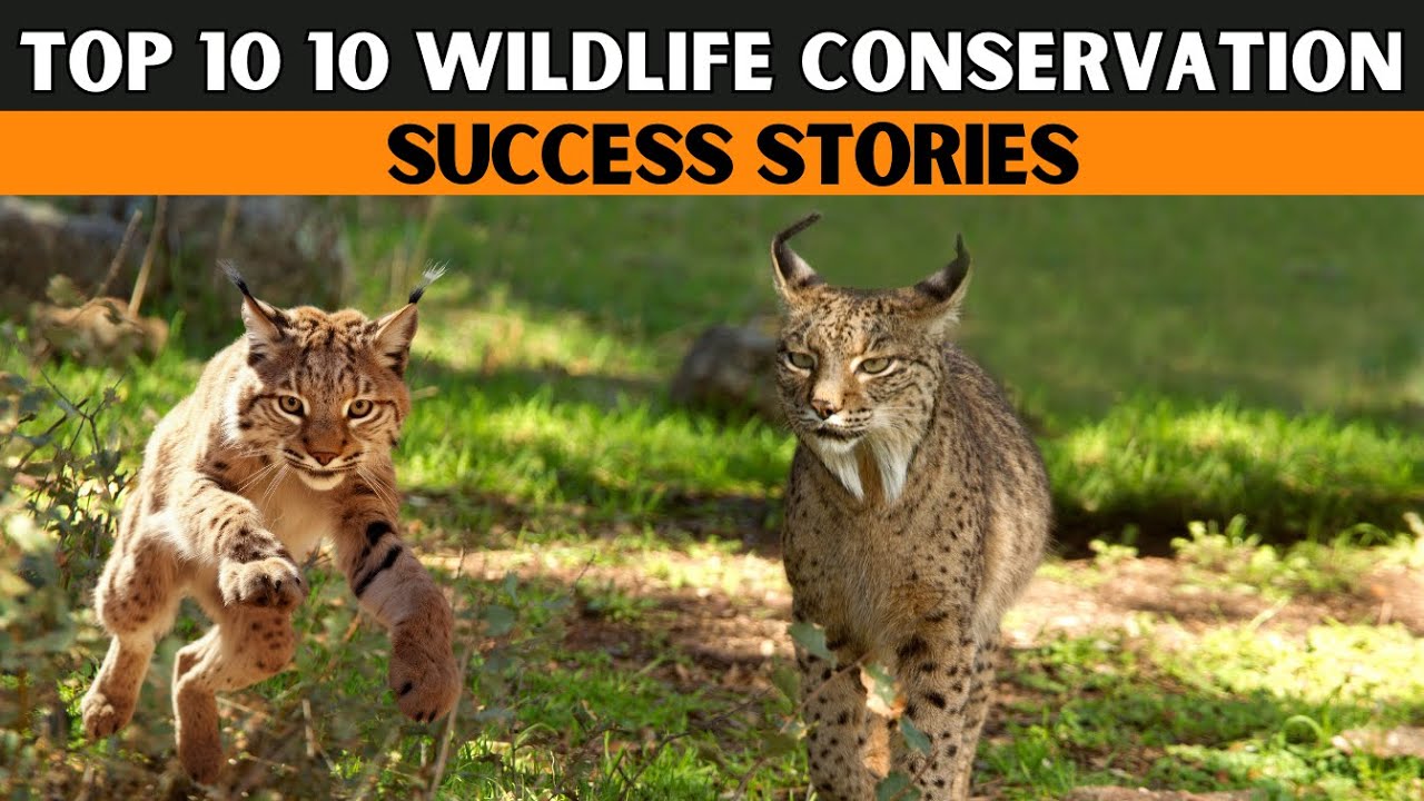 Top 10 Wildlife Conservation Success Stories | BBC Earth | WHO | Kafu ...