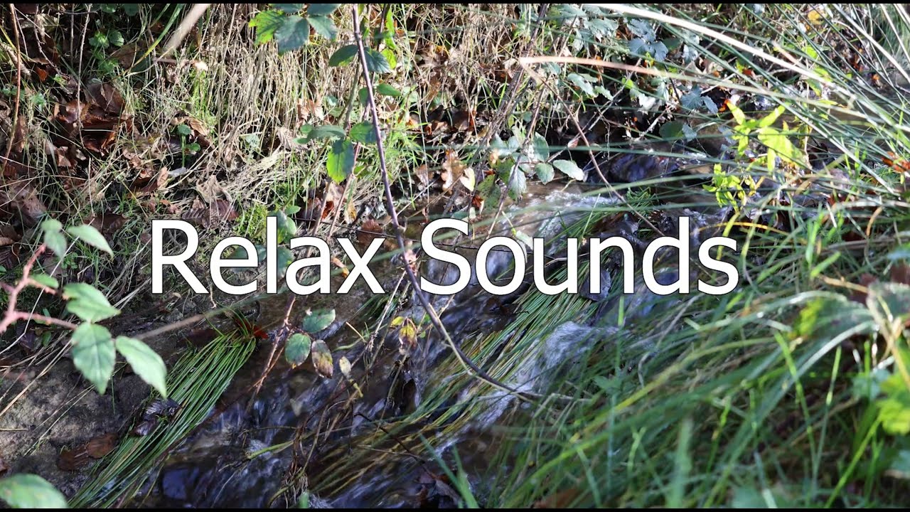 Daylight Forest - Gentle Stream with Sunlight on The River - YouTube