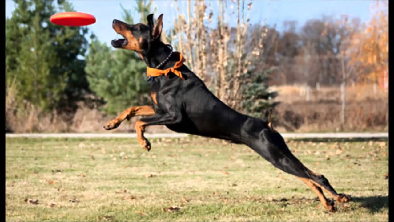 los 10 mejores perros de guardia y compañia - YouTube