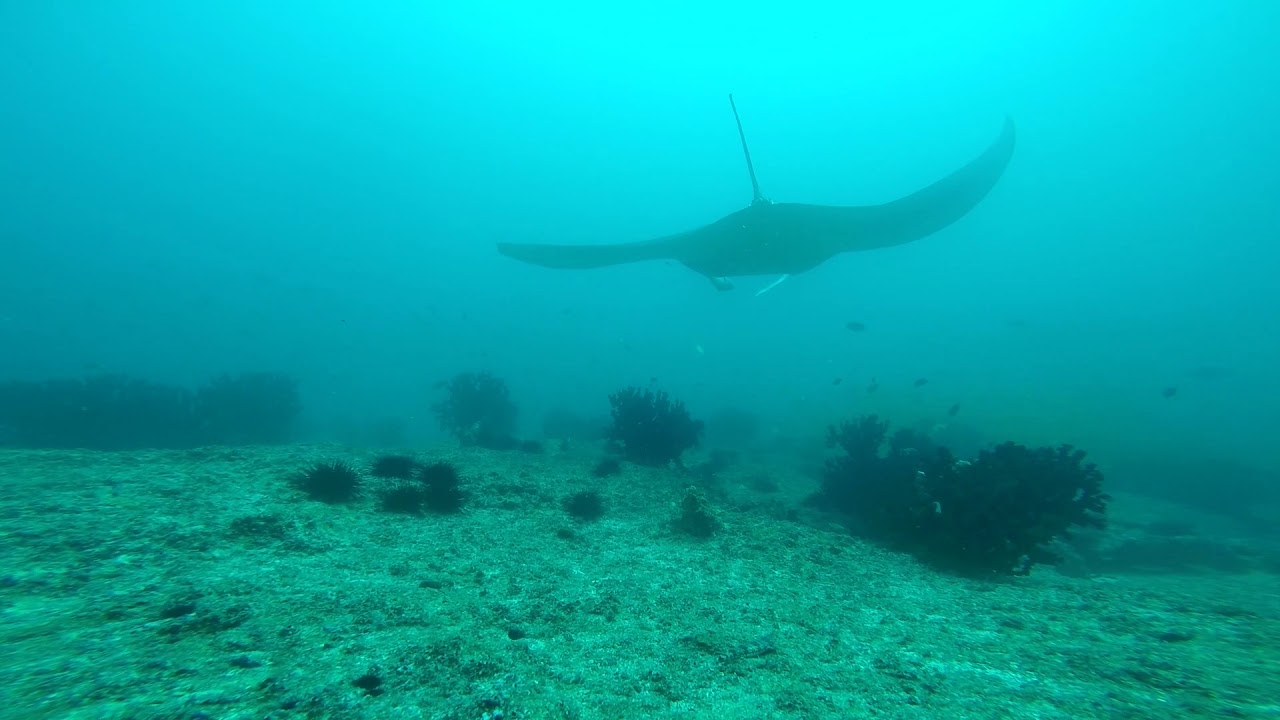 Diving Mozambique @ Tofo Scuba - YouTube