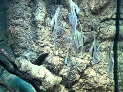Wild Caught Altum Angelfish - YouTube
