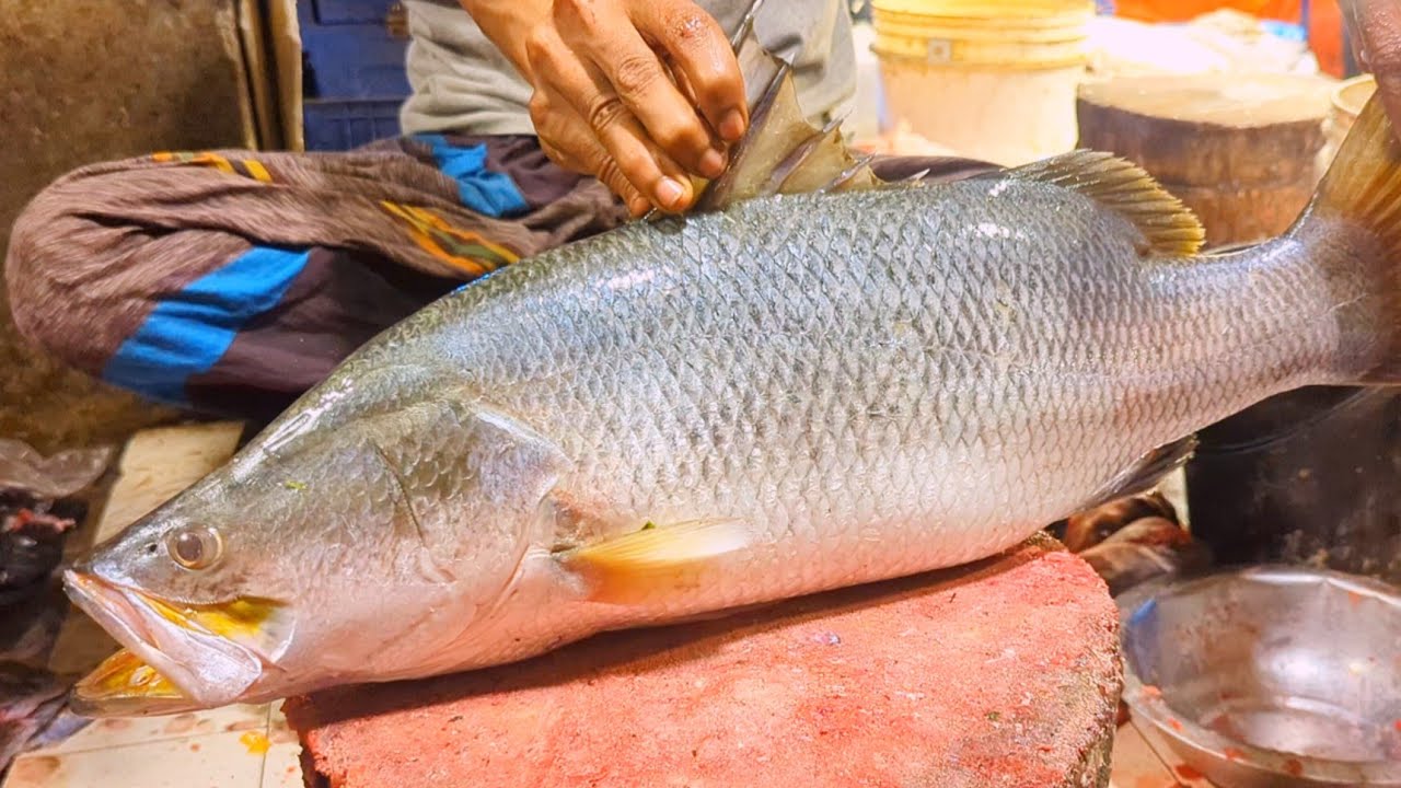 Amazing Huge Bhetki Fish Cutting Live In Fish Market | Fish Cutting ...