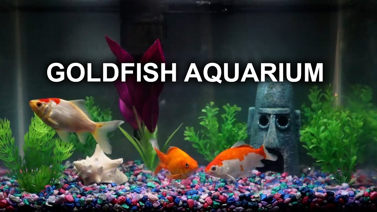 GOLDFISH AQUARIUM | 8 HOURS | RELAXING | NO MUSIC - YouTube