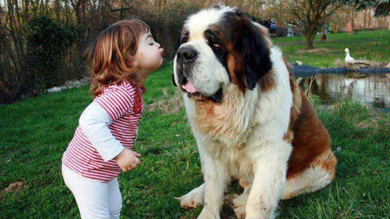 Dog and Baby are the Definition of 'Dynamic Duo'! ️ - YouTube