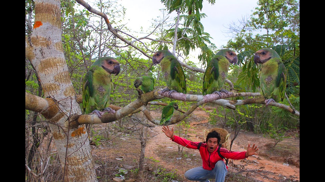 The coward saw a beautiful wild parrot#bird #parrot#beautiful #nature # ...