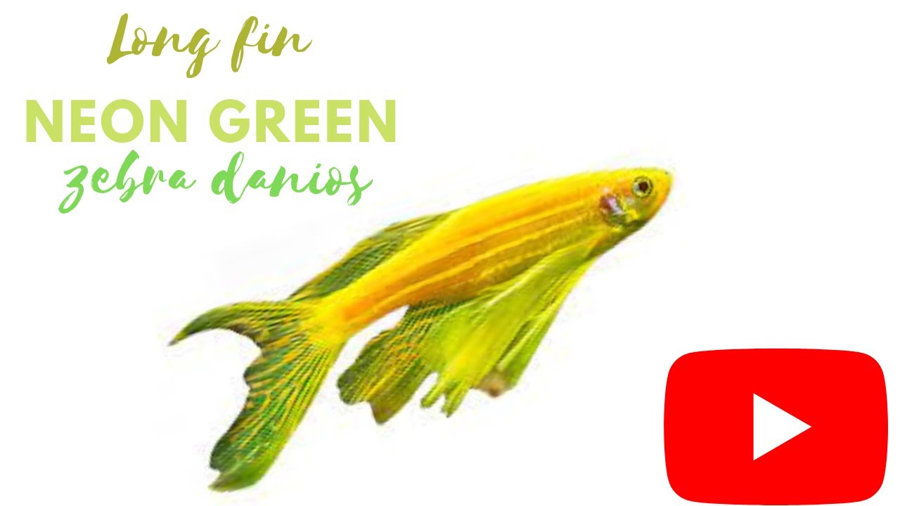 Bought a new variety fish pair | long fin danio | neon green glow fish ...