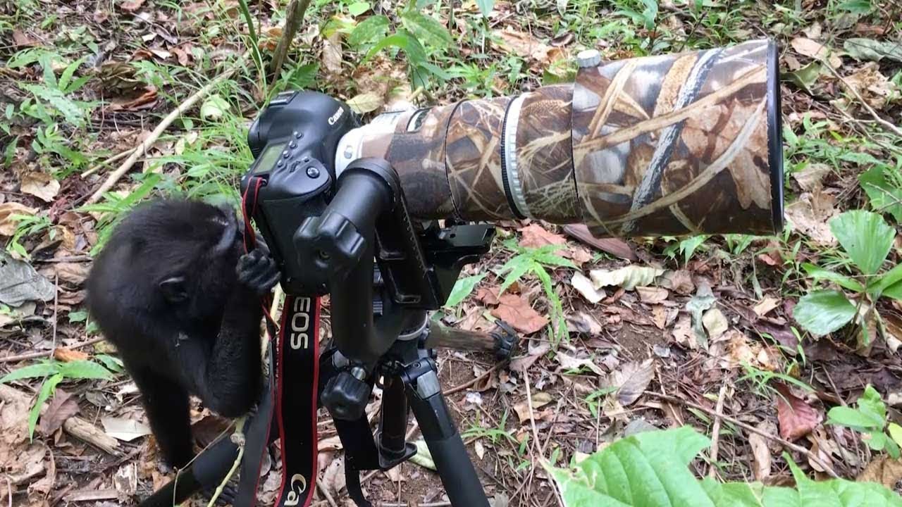 Curious Monkey Uses Camera - YouTube