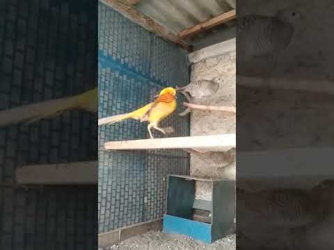 qirqovul limonu qirqovulu