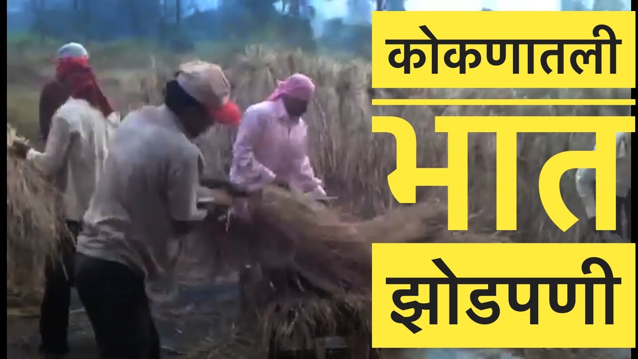 कोकणातली भात झोडपणी।konkan Ratnagiri Chiplun Chiveli #Chiplun Village # ...