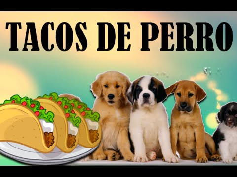COMO HACER TACOS DE PERRO | Antoni VIP TV - YouTube