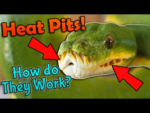 Infrared Sensing Snakes Calgary Zoo On X: "We're Sss O Ex Sss Ited