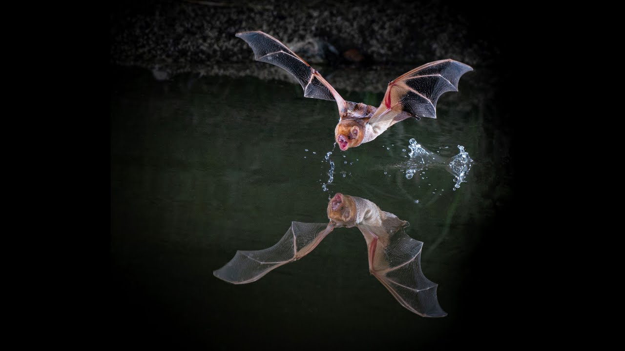 Heritage Lecture: The Weird and Wonderful World of Bats Presented by Dr ...