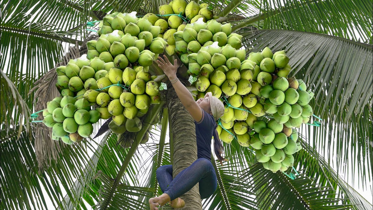 Coconut harvesting process in coconut farm and goes to market sell ...